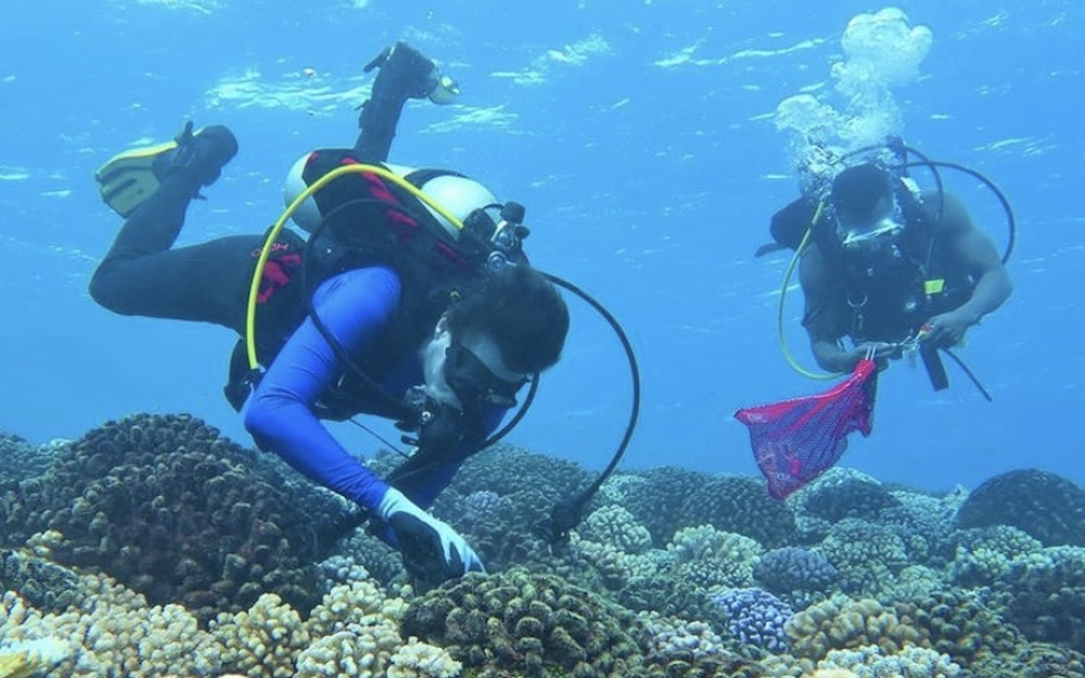 FSUCML Diving Scholarship | SPARK FSU