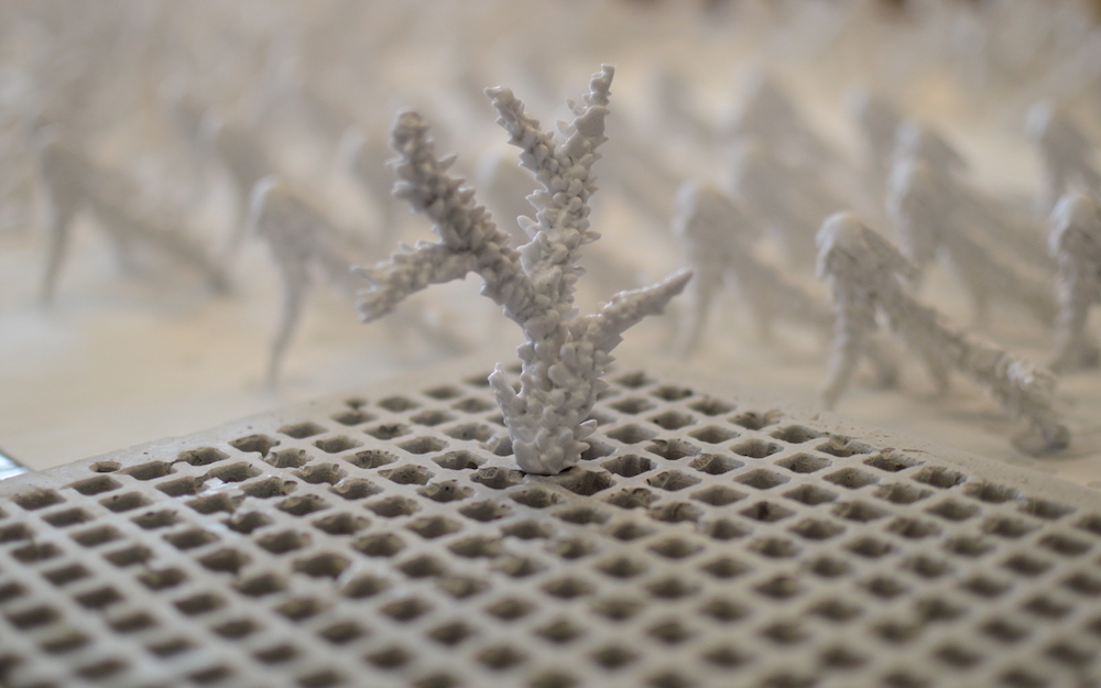 Designing Structures to Optimize Coral Recruitment | SPARK FSU