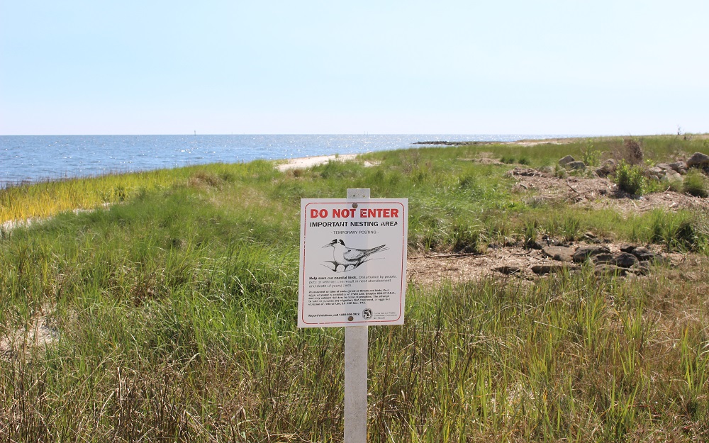 Shorebird Nesting Habitat Restoration | SPARK FSU